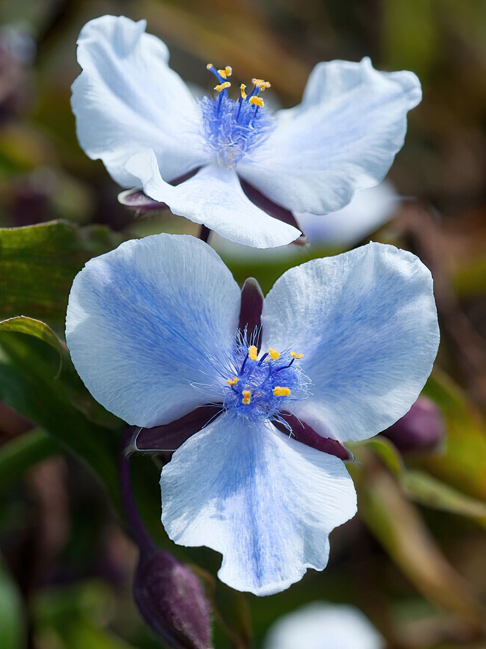Tradescantia Spiderwort
