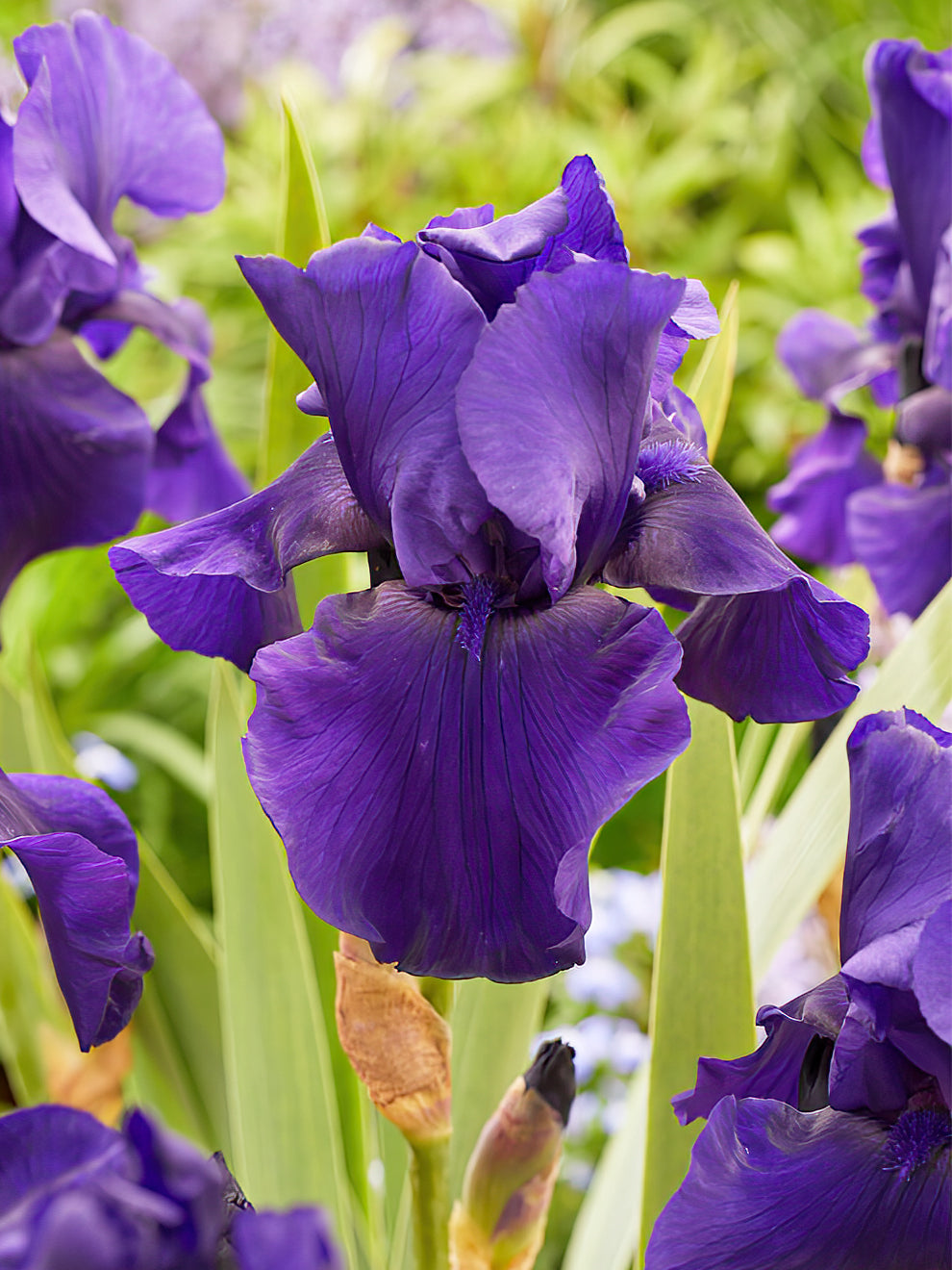 Bearded Iris Superstition Bare Root Iris DutchGrown UK Bearded Iris Superstition Bare Root Iris DutchGrown UK