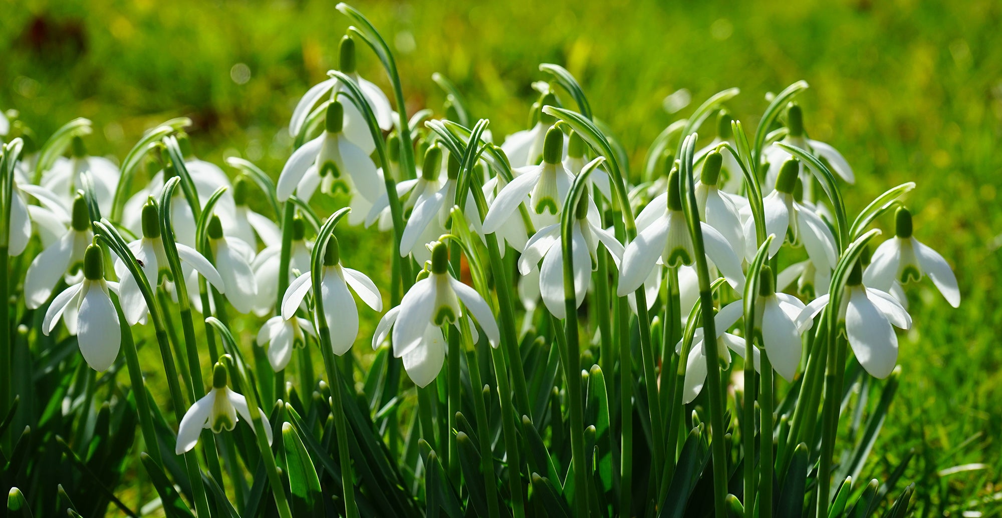 Growing Guides: How to grow Galanthus (Snowdrops)