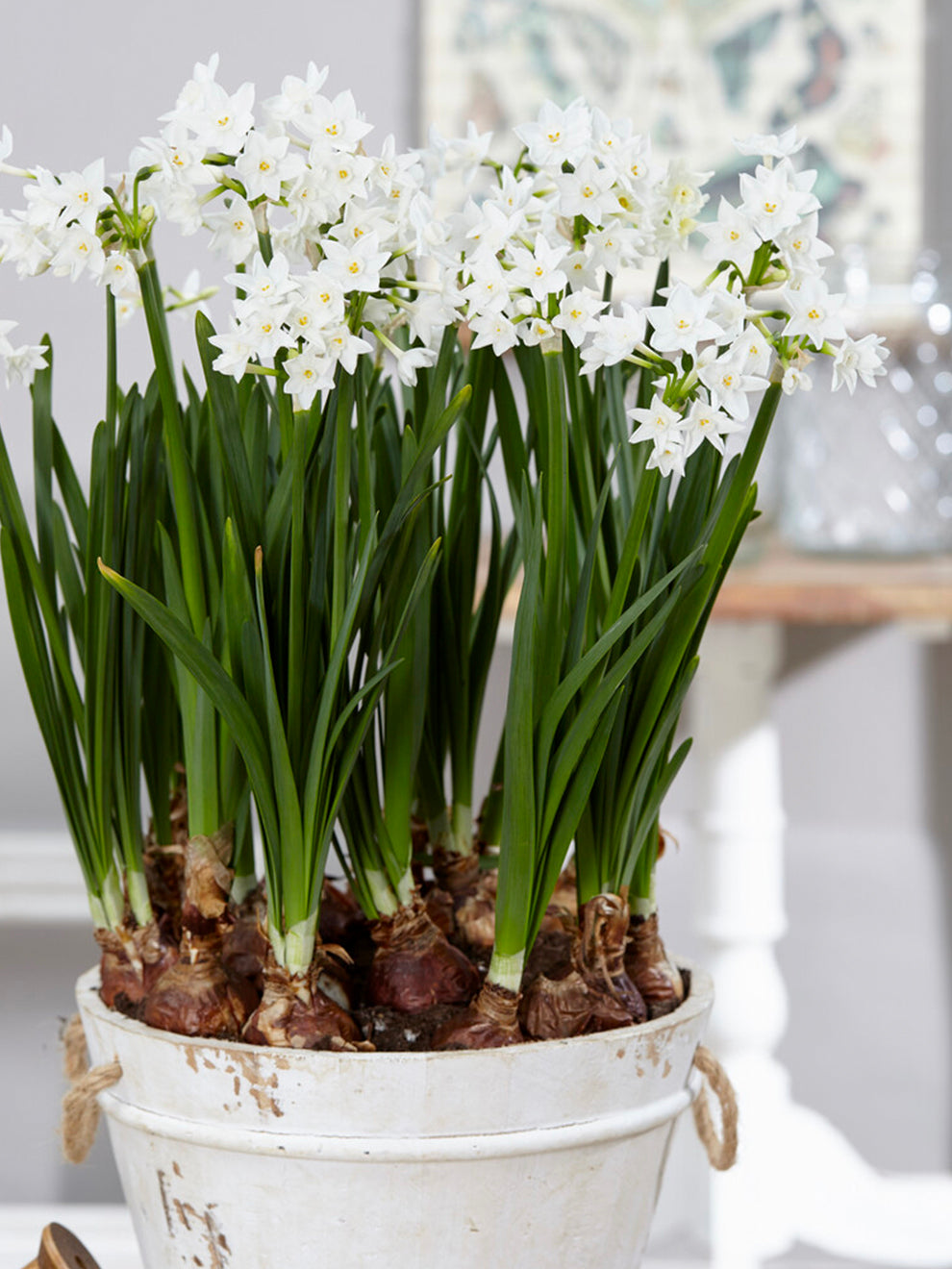What To Do With Paperwhites After They Bloom