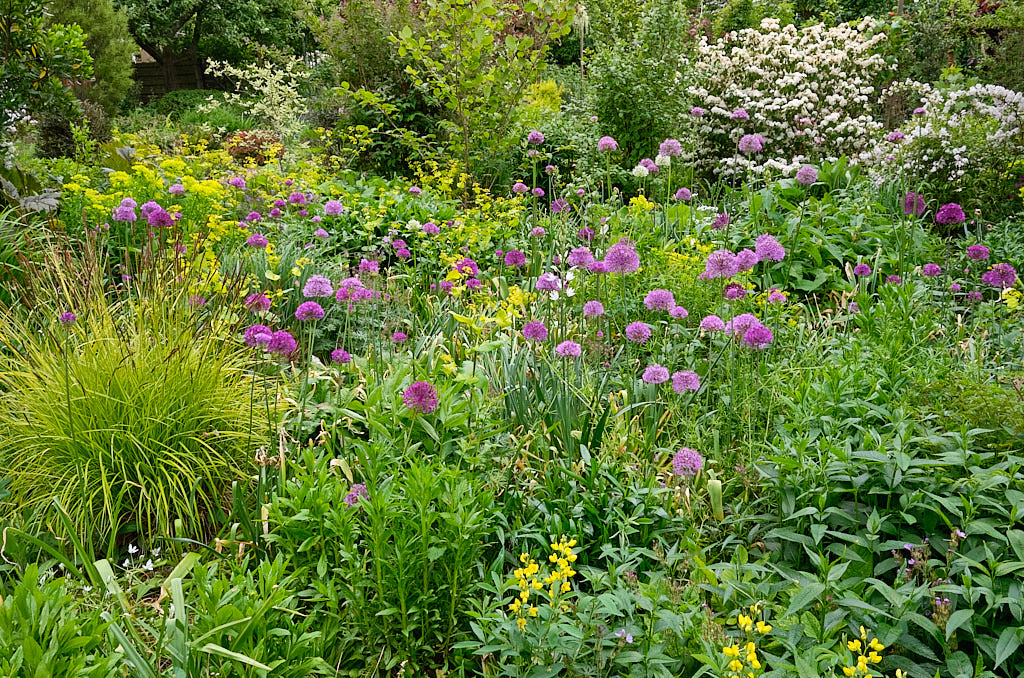 Ornamental Onions - Alliums in Garden Borders