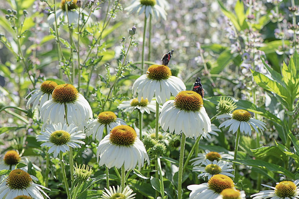 Echinacea Flowers Everything You Need To Know