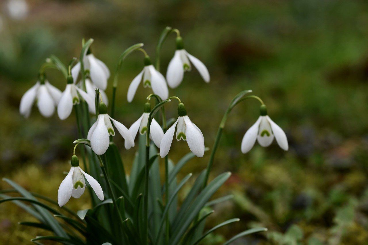 3 Snowdrop Flowers That Are Worth Growing In Garden