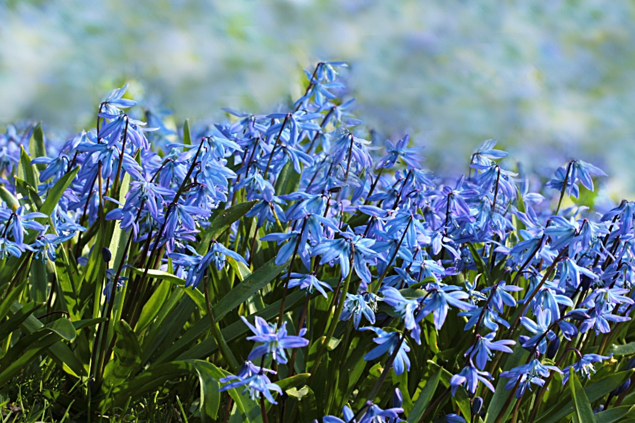 English Bluebells vs. Spanish Bluebells: The Difference