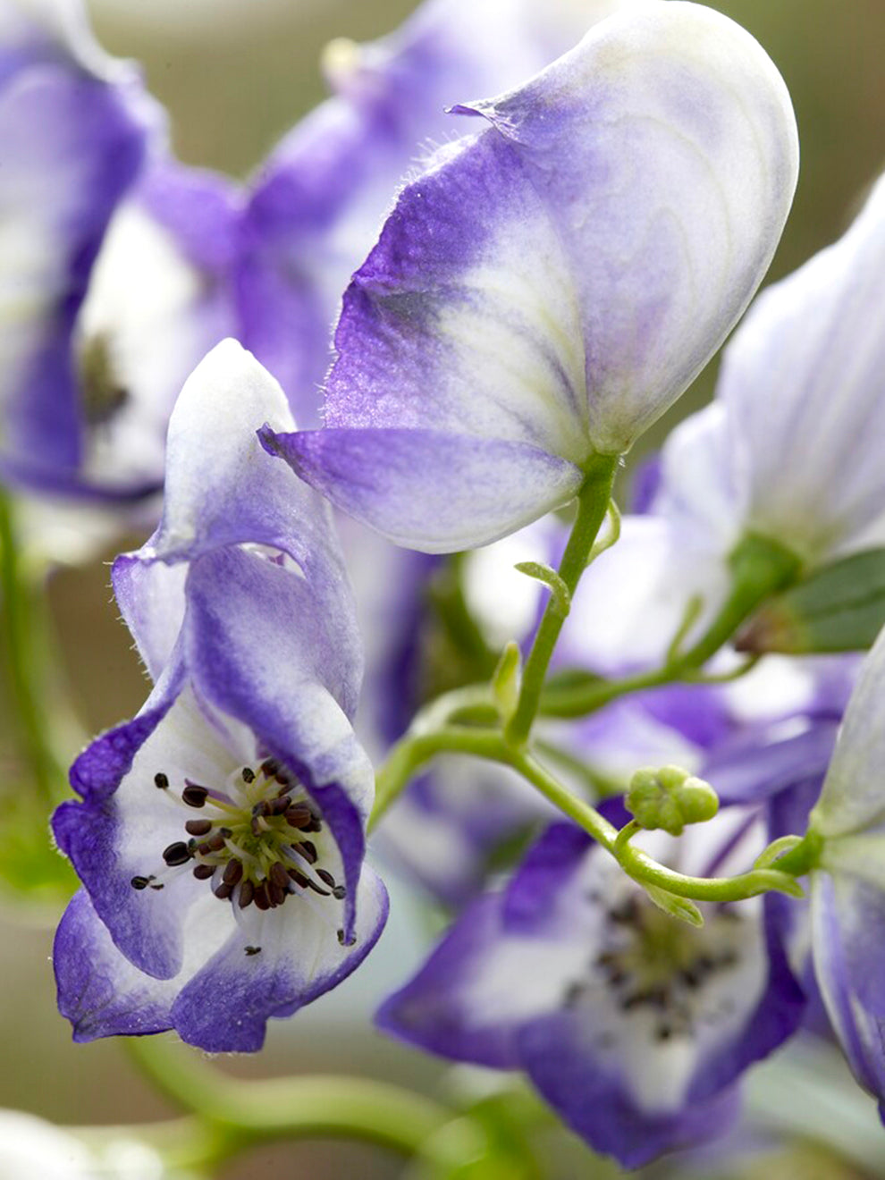 Aconitum Bare Roots ('Monkshood') - Buy online at DutchGrown UK