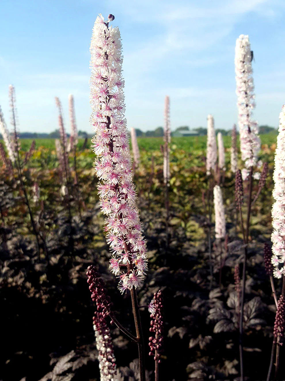 Actaea Bare Roots for Sale | Buy Premium Baneberry