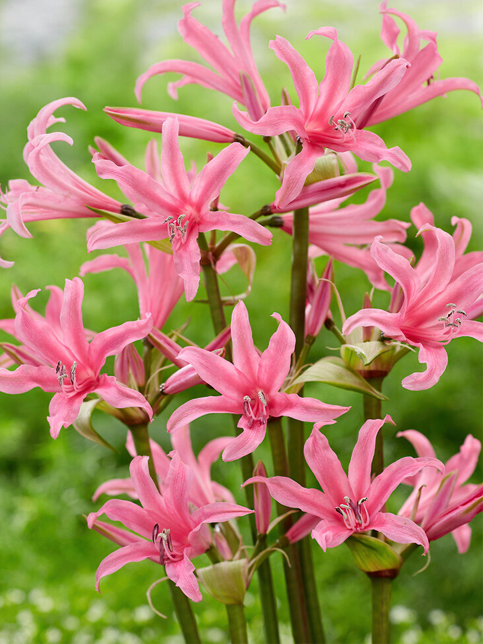 Amarine Bulbs For Sale | Buy Premium Bulbs Online
