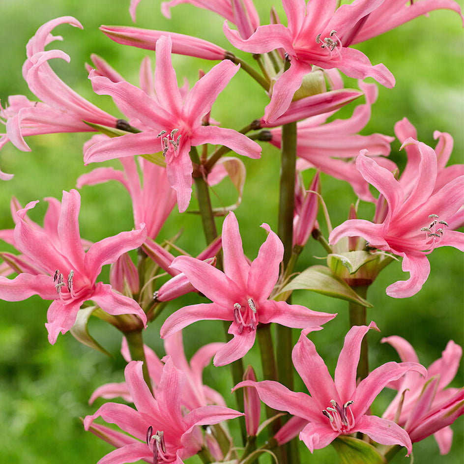 Collections - Spring Planted Bulbs