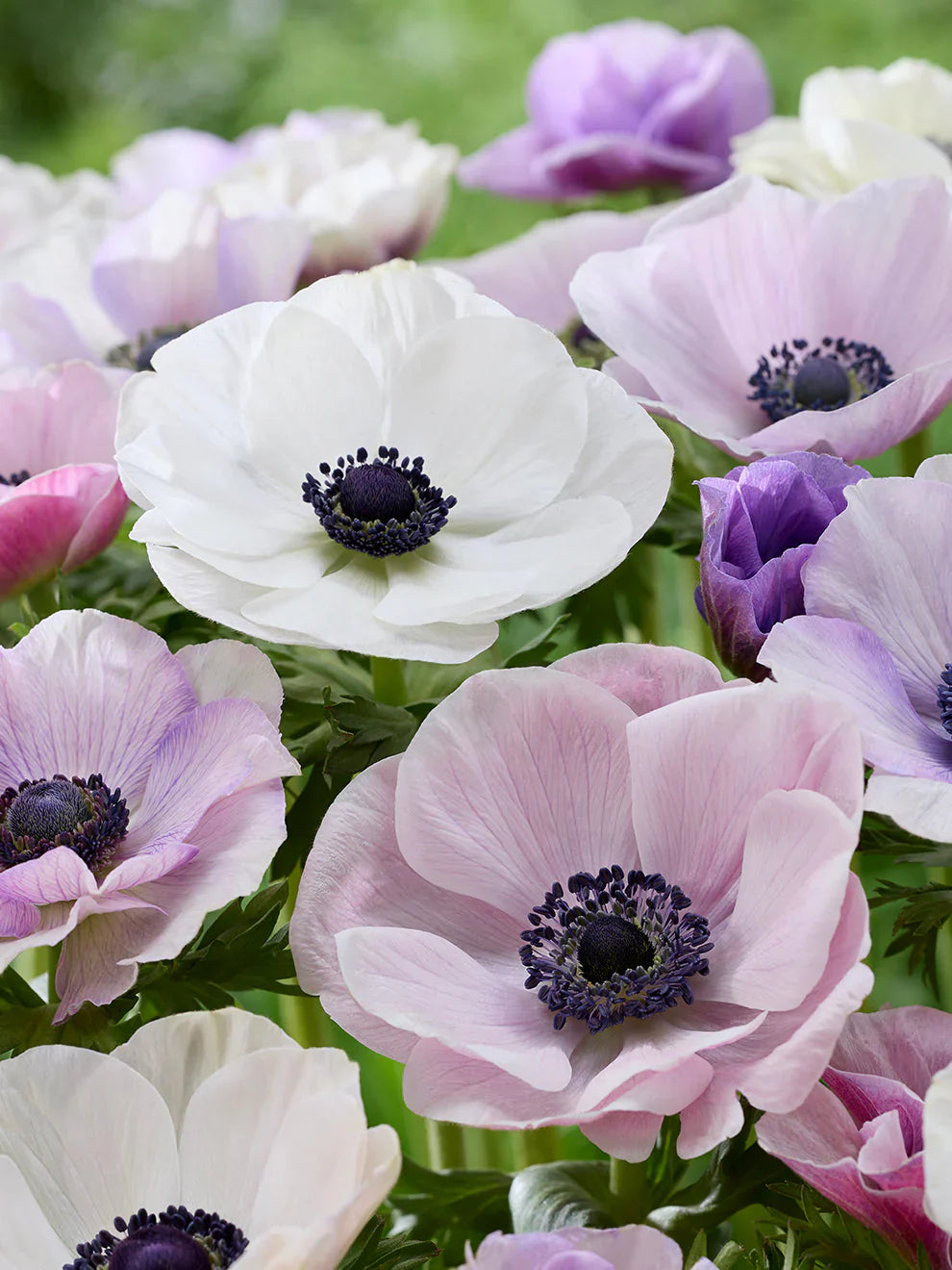 Anemone Bulbs For Sale | Buy Premium Bulbs Today