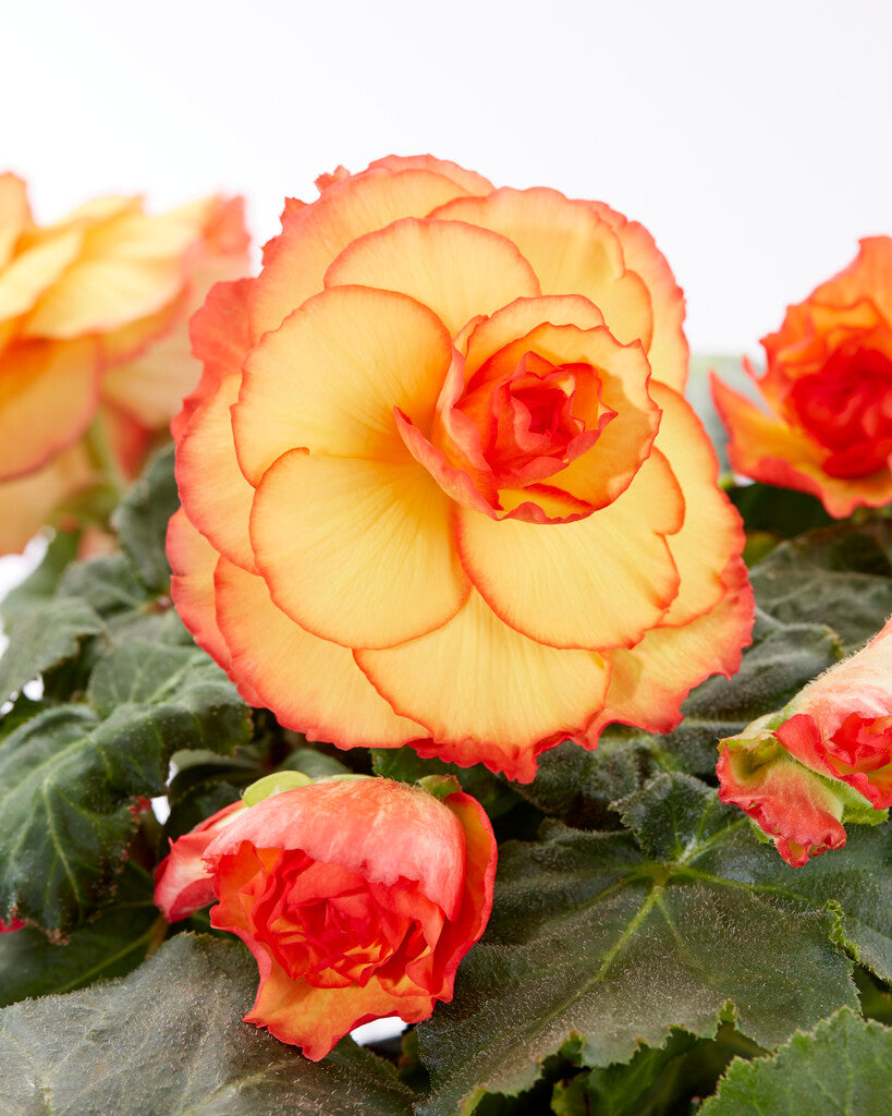 Begonia Bulbs For Sale