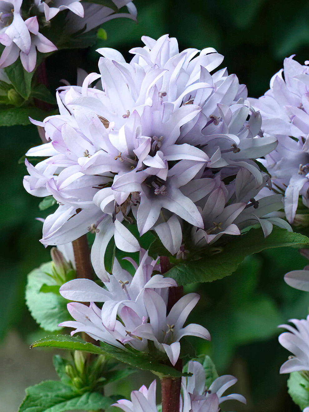 Campanula (Clustered Bellflower) - Bare Root Plants