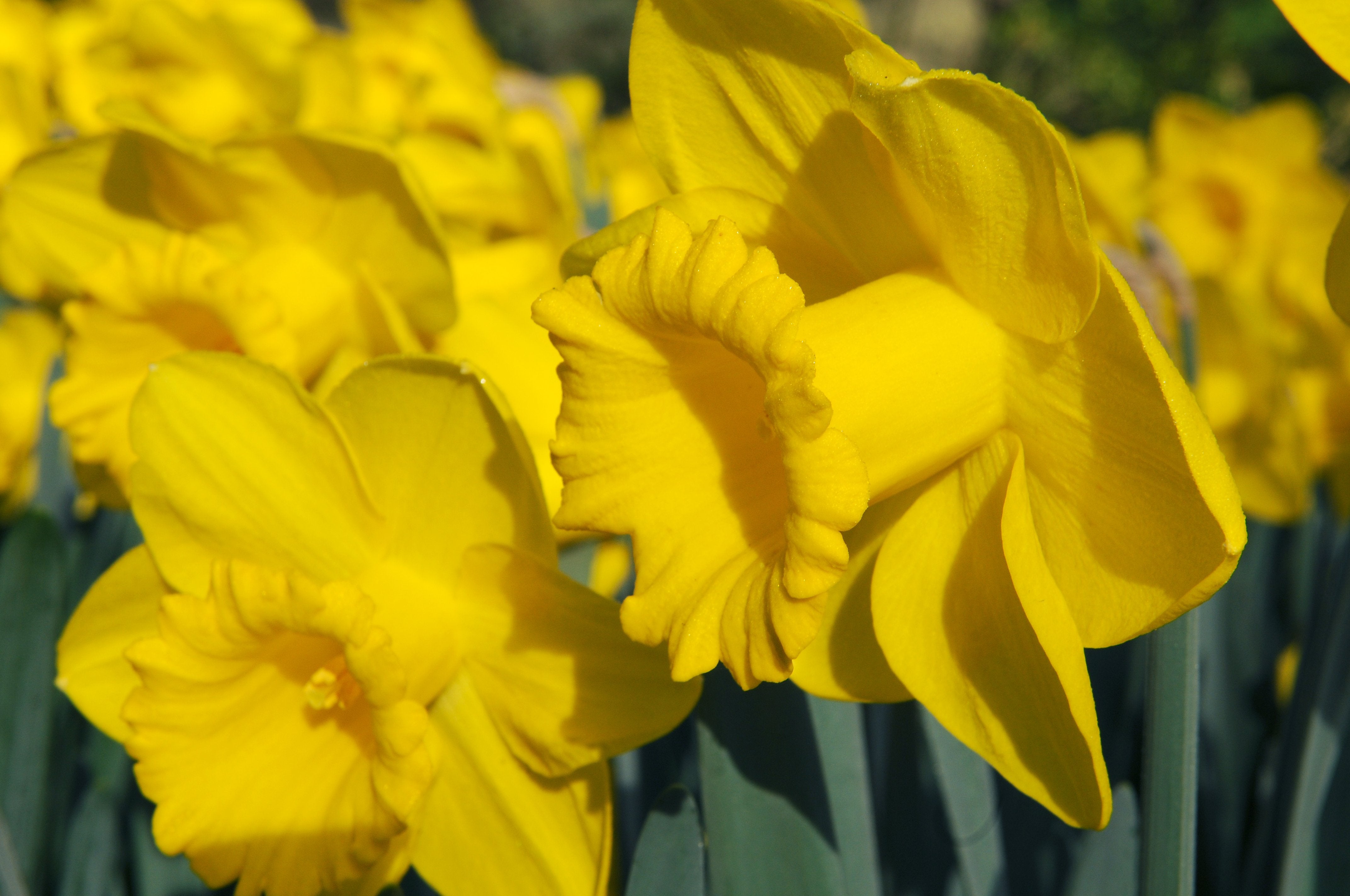 Daffodil Bulbs For Sale | Buy Top-Quality Narcissus