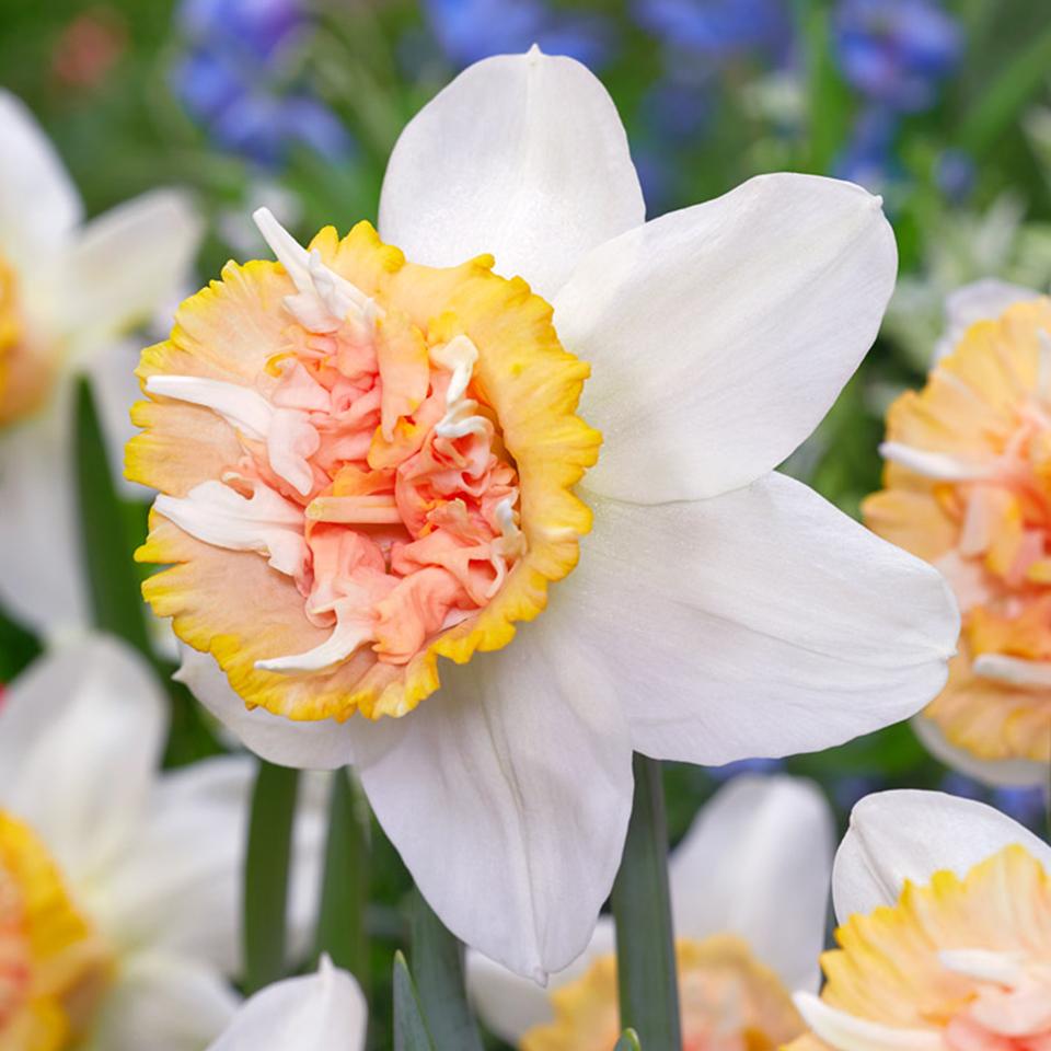 Elite Flower Bulbs - The DutchGrown™ elite bulb collections