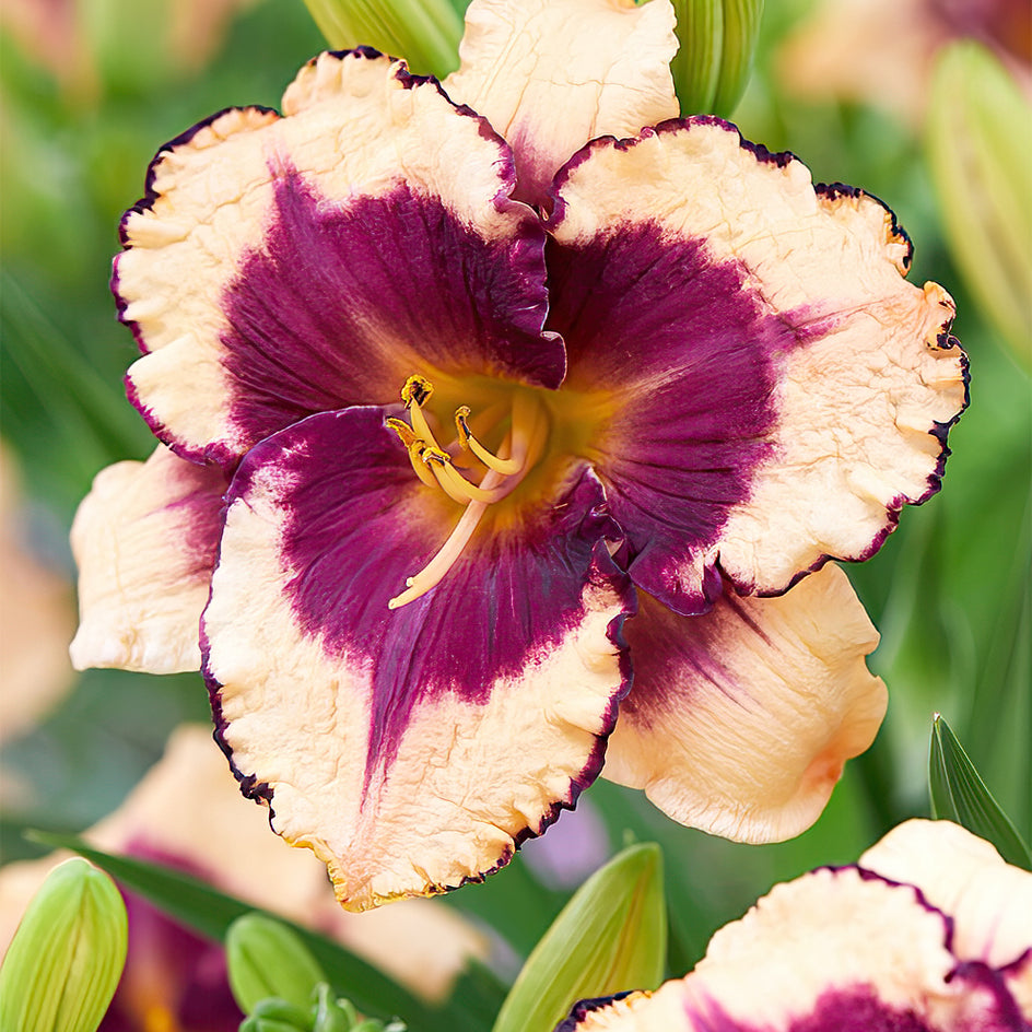 Collections - Spring Planted Bulbs