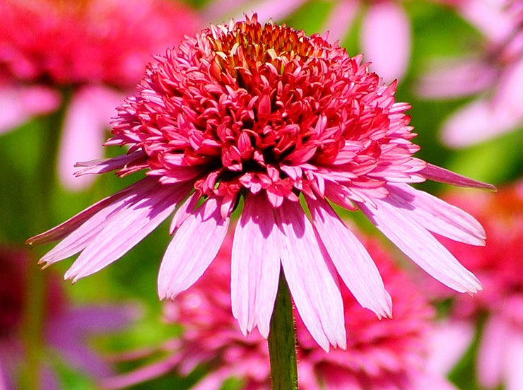 Echinacea Bare Roots | Buy Coneflowers online at DutchGrown UK