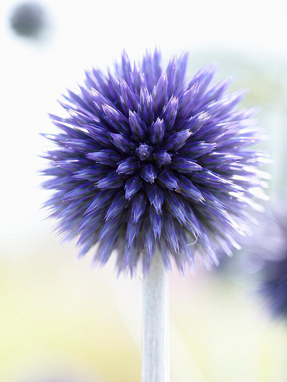 Buy Bare Roots Echinops (Globe Thistle) | DutchGrown™ UK