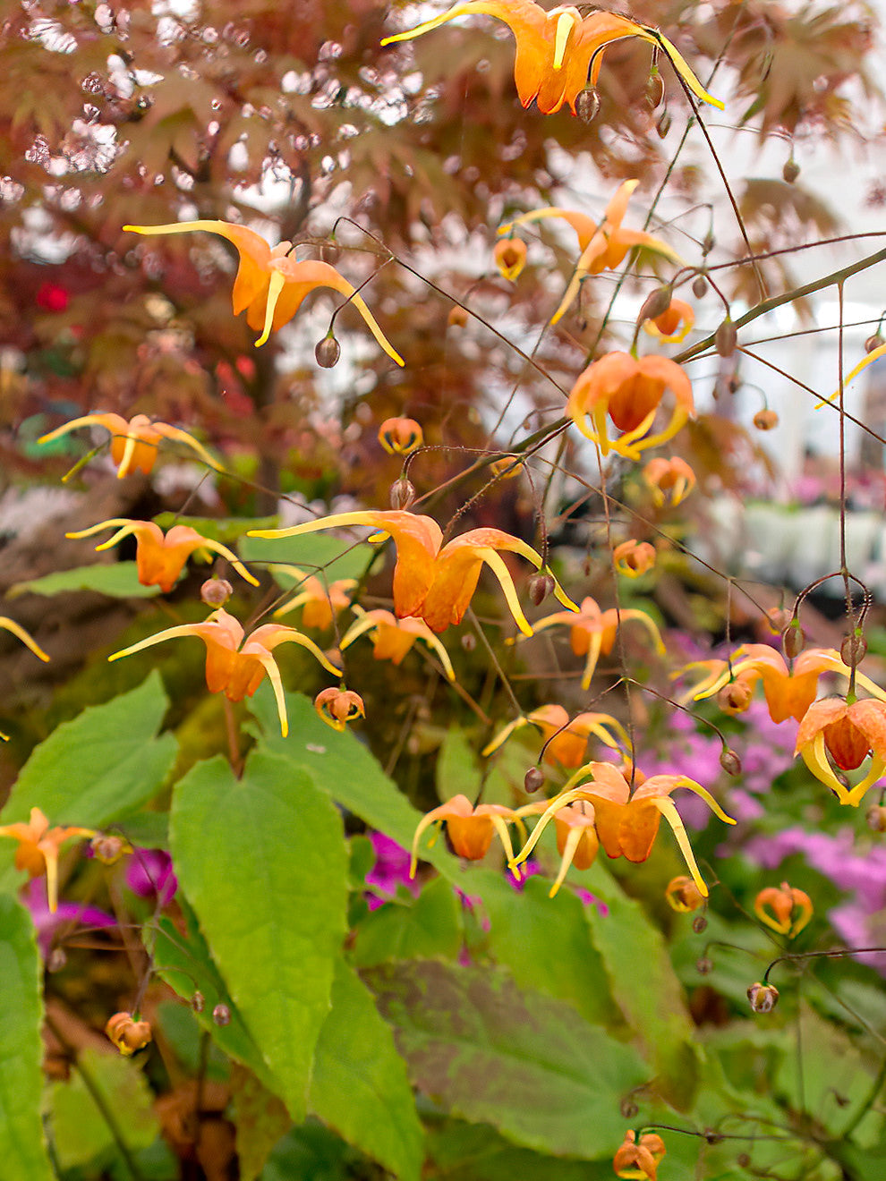 Epimedium (Barrenwort) - Bare Root Plants | DutchGrown™ UK