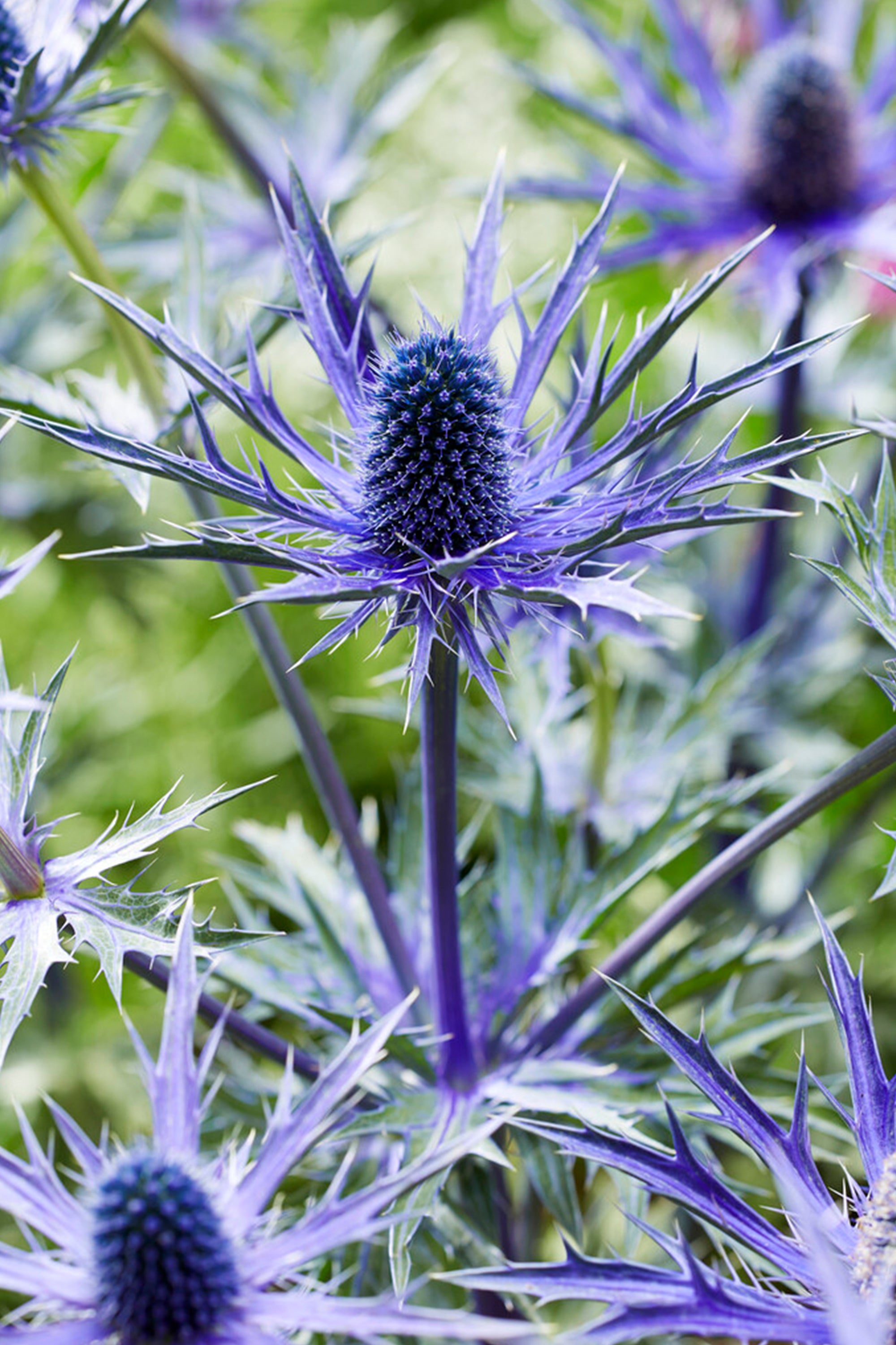 Eryngium (Sea Holly) Bare Roots - Buy Blue Eryngo Plants UK