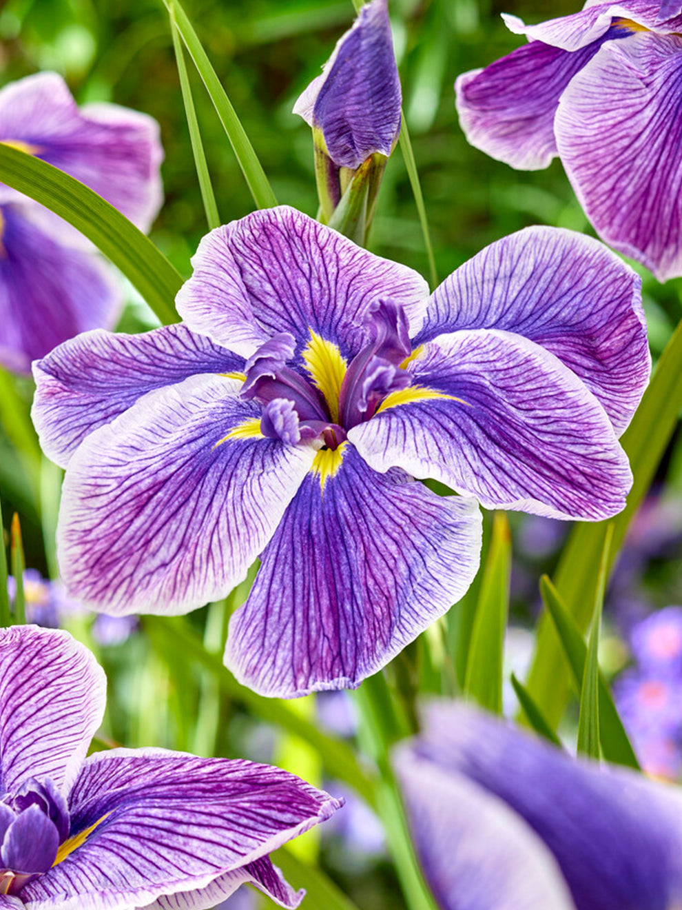 Japanese Iris (Iris ensata) - Bare Root Plants | DutchGrown™ UK