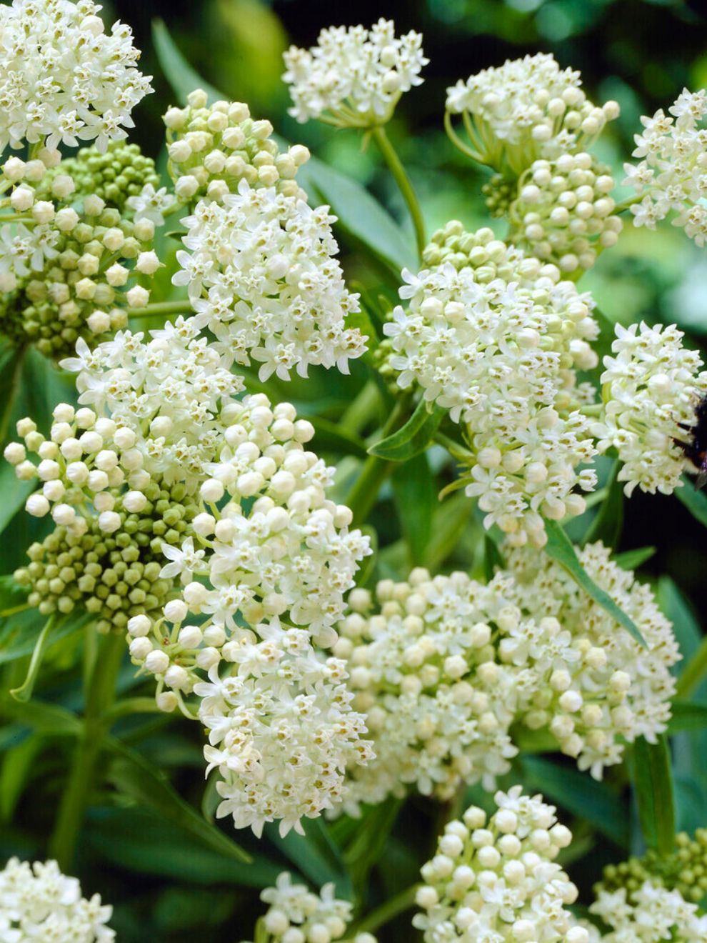 Perennials Swamp Milkweed