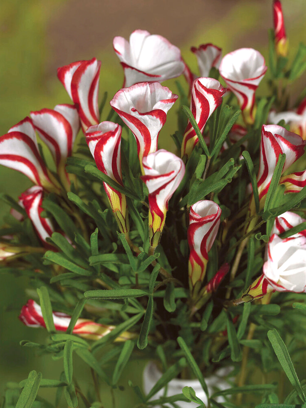 Oxalis Bulbs For Sale | Autumn-Planted Bulbs Available