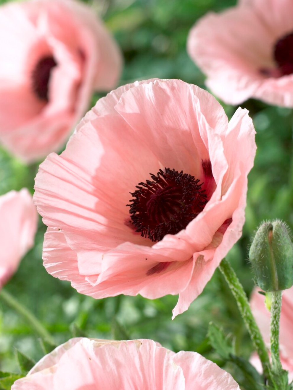 Oriental Poppies For Sale | Buy Papaver Bare Roots Now
