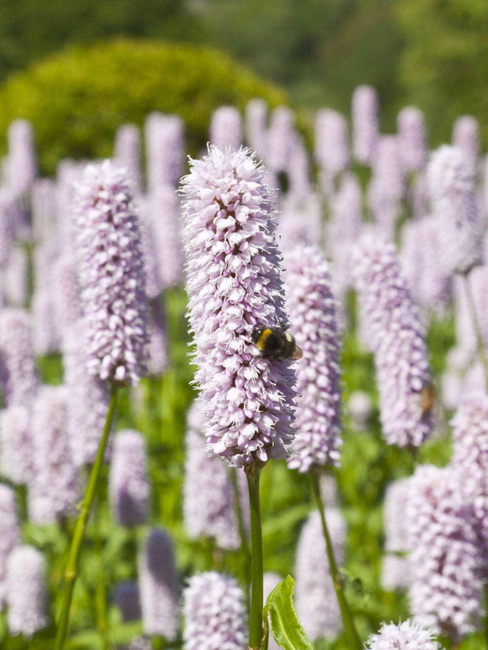 Persicaria (Bistort) Bare Root Plants UK | Hardy Perennial Flowers