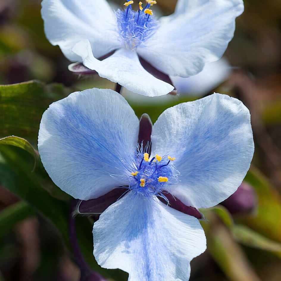 Collections - Spring Planted Bulbs