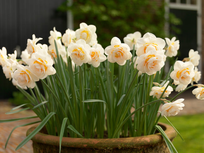 Buy Flower Bulbs Online UK | DutchGrown™