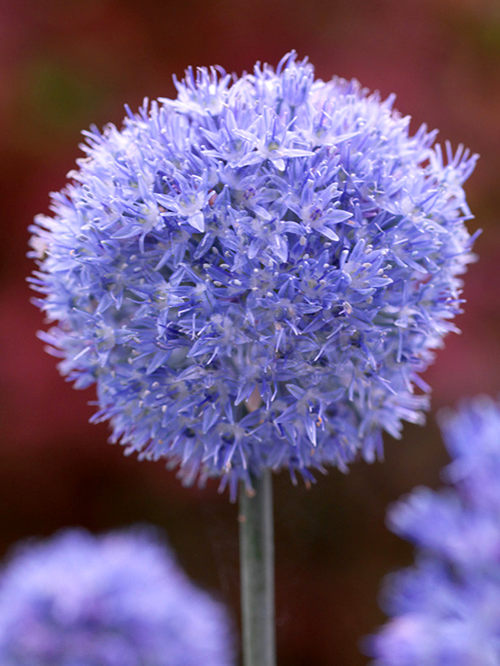 Blue Allium Azureum Bulbs | DutchGrown™ UK