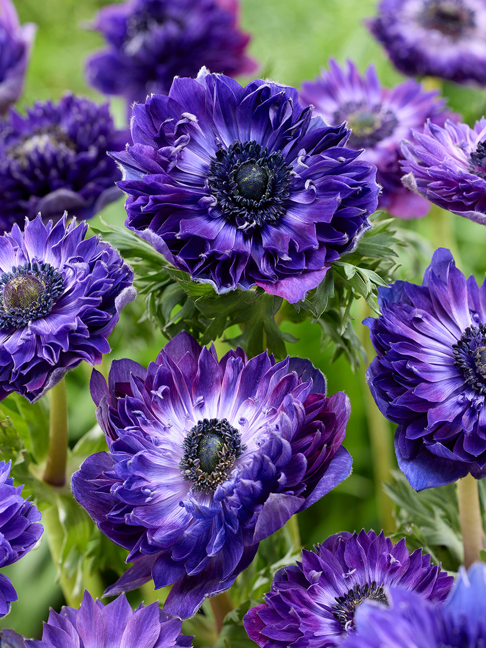 Anemone 'Fullstar Blue' Bulbs | DutchGrown™ UK