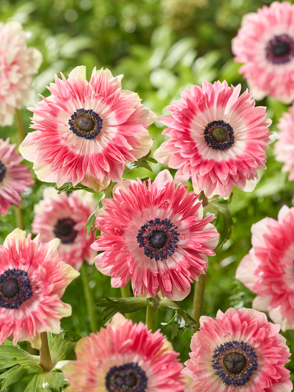 Anemone Corms 'Fullstar Red/White' | DutchGrown™