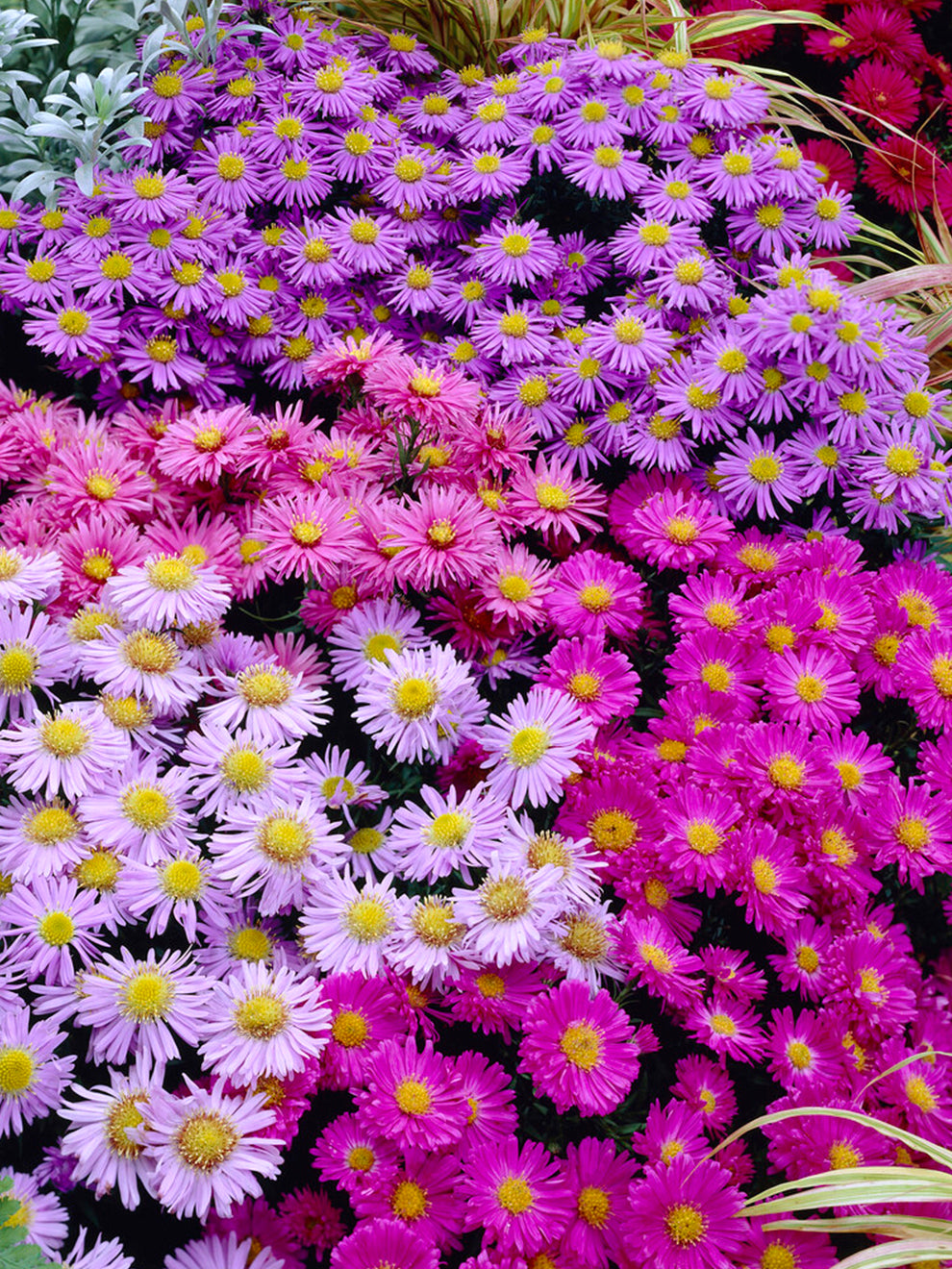 Buy Asters 'Pastel Mix' – Bare Root Plants | DutchGrown™ UK