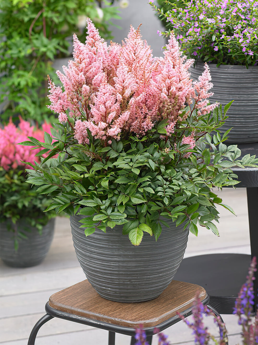 Astilbe 'Look At Me' - Astilbe Roots | DutchGrown™ UK