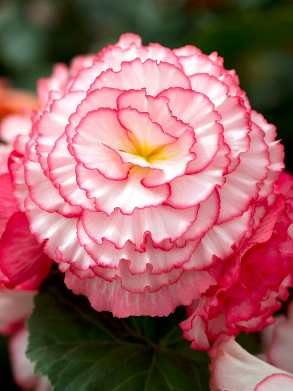 Begonia AmeriHybrid® Picotee White Pink | DutchGrown UK