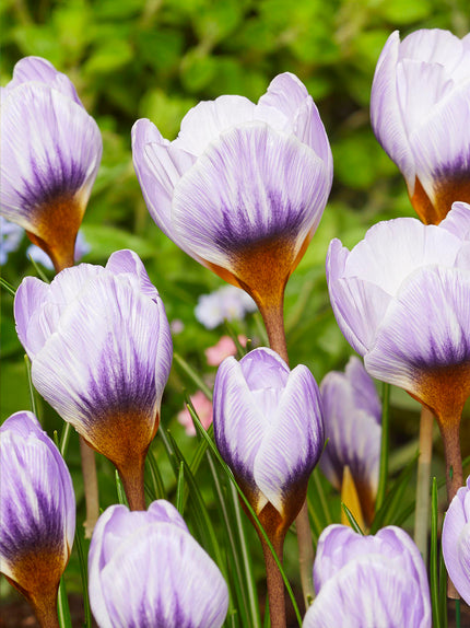 Crocus Bulbs For Sale | Top-Quality Crocuses Available
