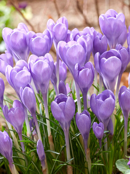 Crocus Bulbs For Sale | Top-Quality Crocuses Available