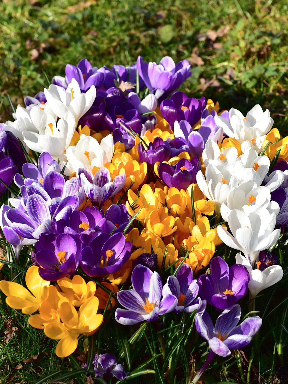 Crocus Jumbo Mixed | Buy Crocus Bulbs | DutchGrown™