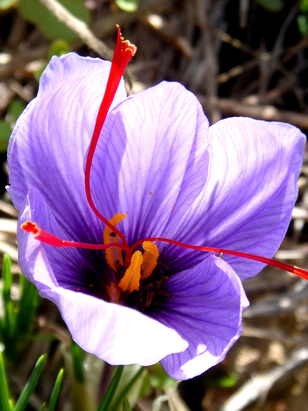 Crocus Sativus Bulbs (Saffron Crocus) | DutchGrown™ | UK