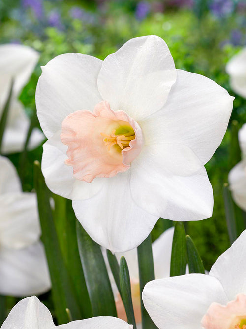 Daffodil Blushing Belle | White & Blush Daffodil | DutchGrown™
