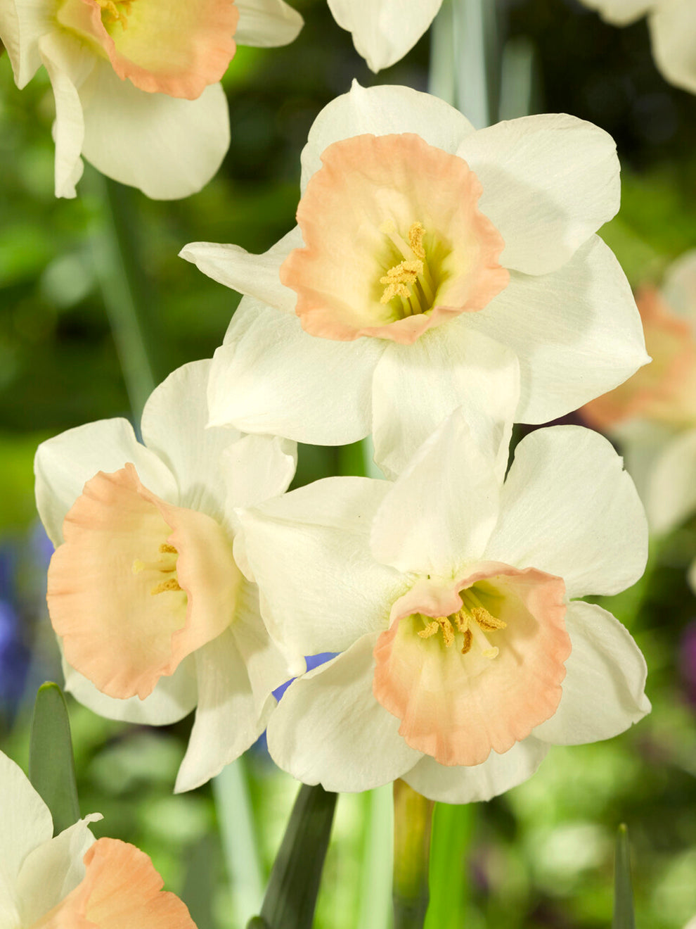 Mini Daffodil Cosmopolitan | Cream & Coral Narcissus | DutchGrown™