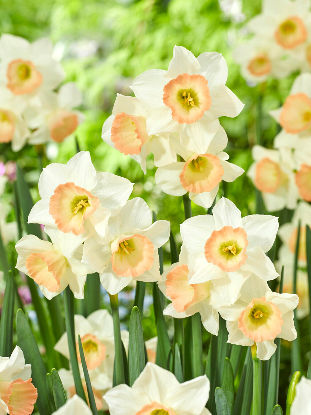 Mini Daffodil Cosmopolitan | Cream & Coral Narcissus | DutchGrown™