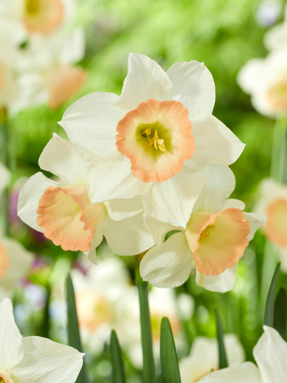 Mini Daffodil Cosmopolitan | Cream & Coral Narcissus | DutchGrown™