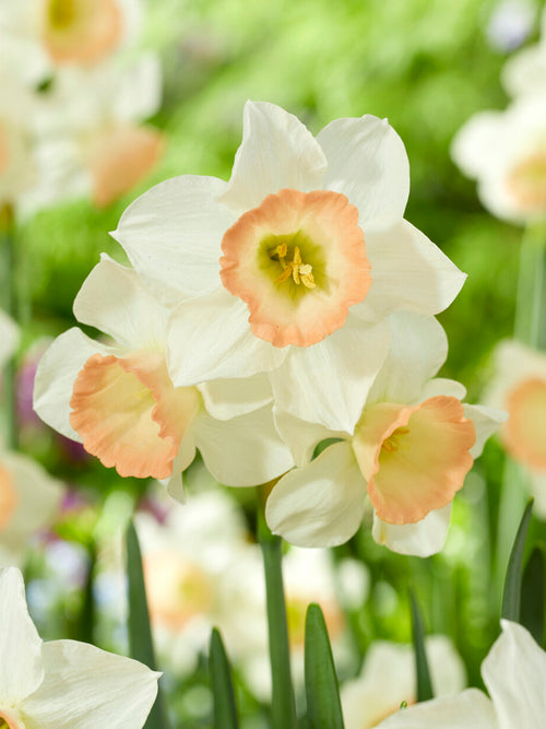 Mini Daffodil Cosmopolitan | Cream & Coral Narcissus | DutchGrown™