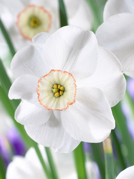 Daffodil Bulbs For Sale | Buy Top-Quality Narcissus | Page 3