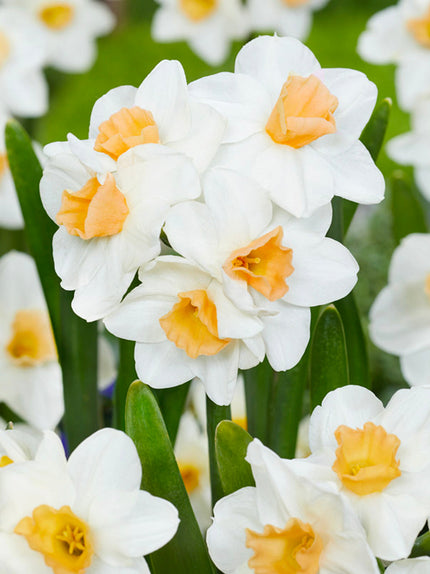 Daffodil Bulbs For Sale | Buy Top-Quality Narcissus | Page 3