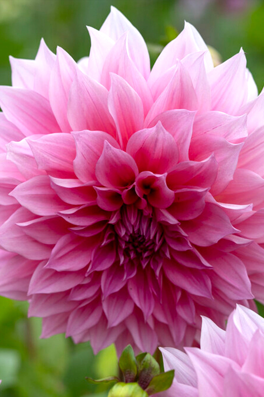 Dahlia Cafe au Lait Rosé Tubers | DutchGrown™ UK