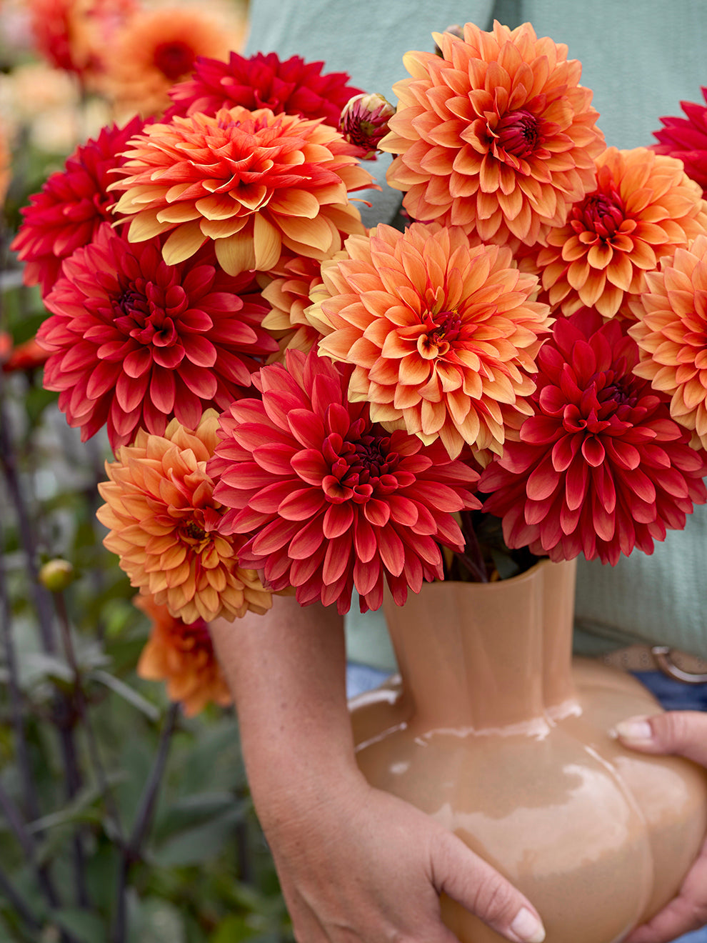 Dahlia Harvest Sunset Collection | Dahlia Tubers | DutchGrown™ UK