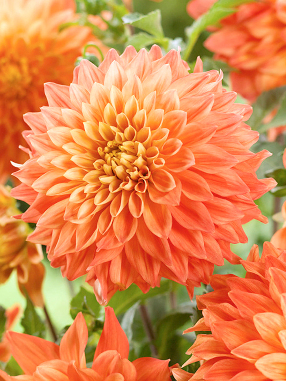 Dahlia 'Neon Splendor' Tubers | DutchGrown™ UK