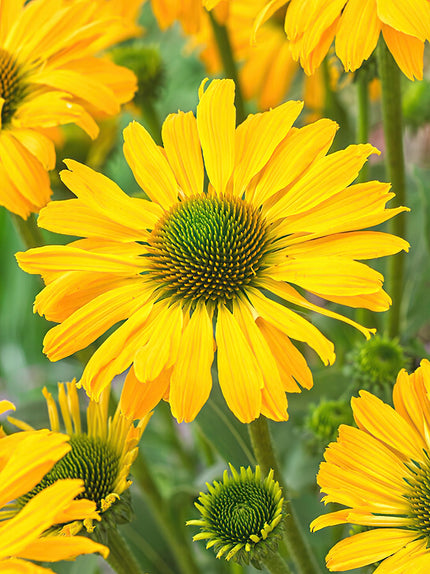 Coneflowers For Sale | Buy Echinacea Bare Roots Now
